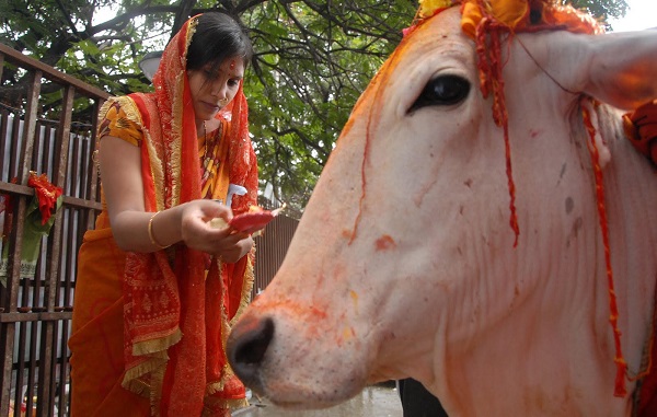 Cows are Sacred – Thakurbhimsingh.com